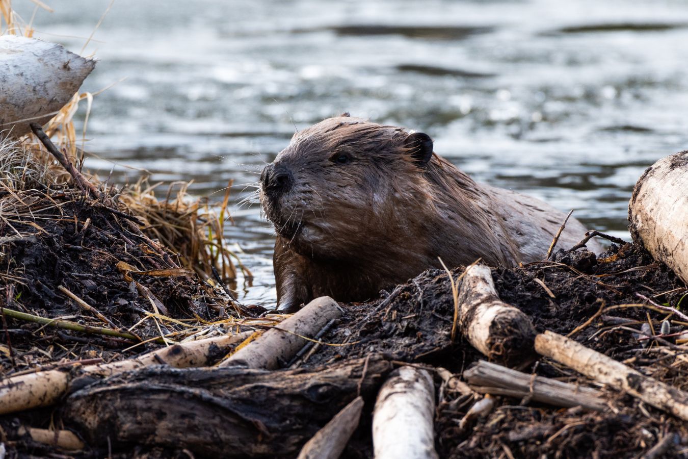 Wildlife Control | Wildlife Pest Control Services in Daisytown, PA